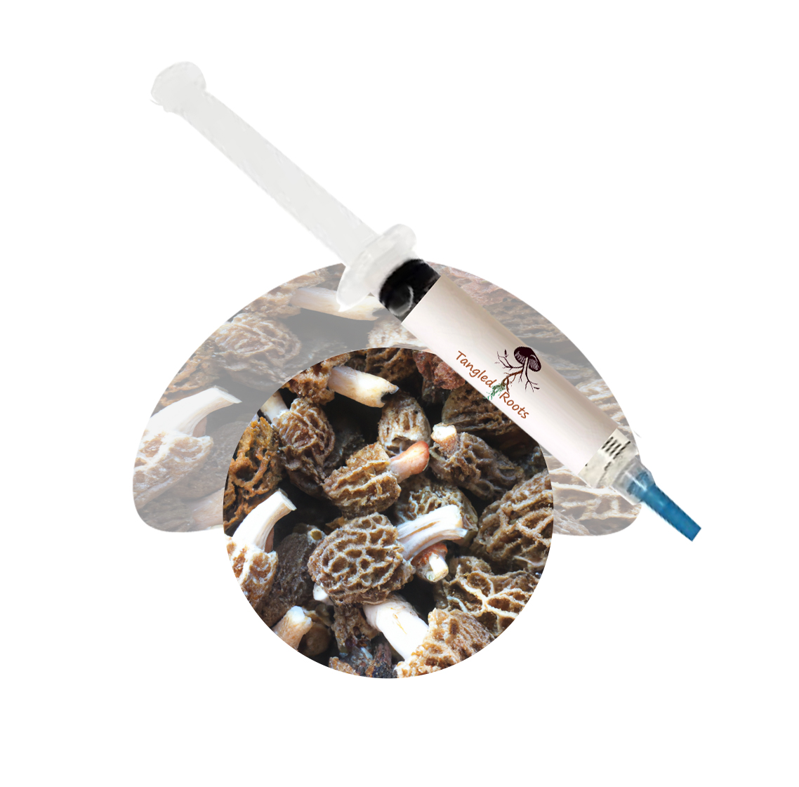 Morel mushroom liquid culture syringe. - Tangled Roots