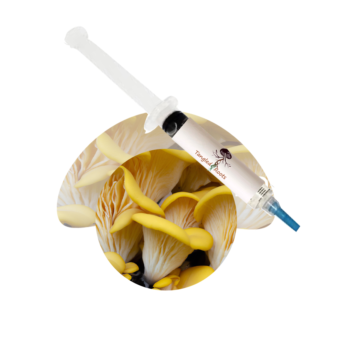Yellow oyster mushroom liquid culture syringe - Tangled Roots